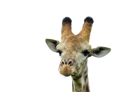 Southern Giraffe Giraffa Giraffa Ossicones Horns Flickr