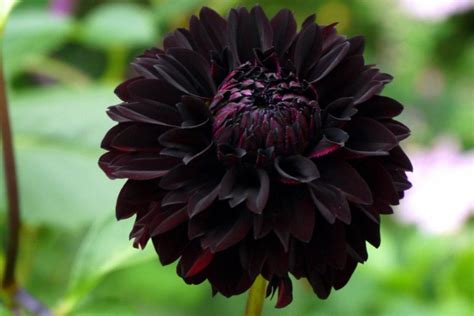 9 Bold Flowers For The Special Man In Your Life Plantisima
