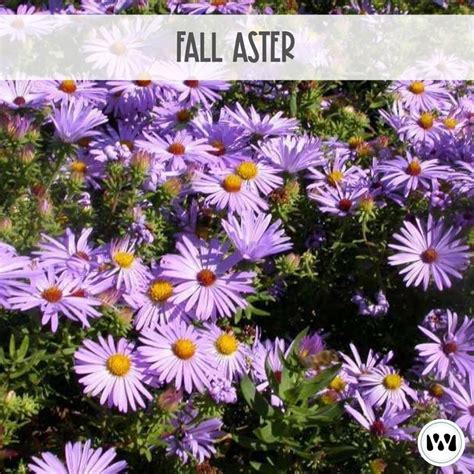 Perennials — Weston Gardens