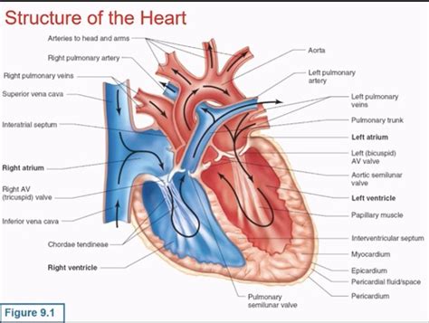 Circulatory Responses To Exercise Flashcards Quizlet