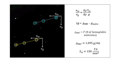 Femtogram Resolution Of Iron Content On A Per Cell Basis Ex Vivo