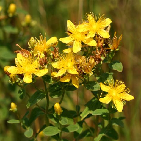 St Johns Wort Tincture Hypericum Perforatum 50 Ml Organic Sales