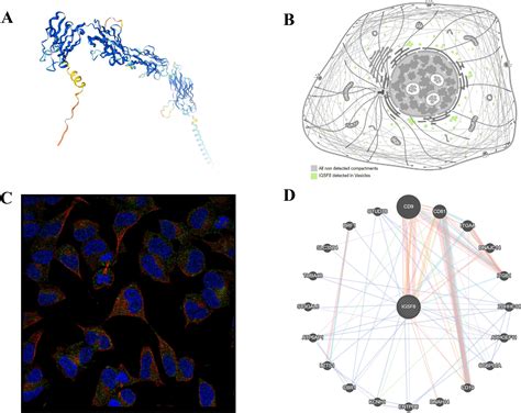 Frontiers Functional Characterization And Clinical Significance Of