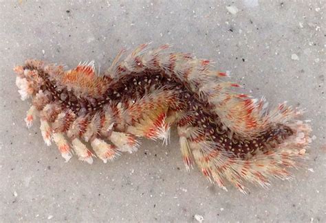 Bristle Worm A Vital Component Of Aquarium Wellness Whats That Bug