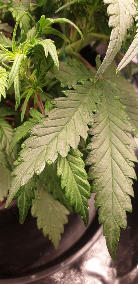 My Plants Sweating From Every Leaf Tip Transpiration Should I Be