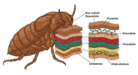 Detailed Illustration Of An Insect S Exoskeleton Structure On The Left