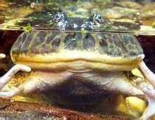 Budgett Frogs Care And Characteristics Vital Frog
