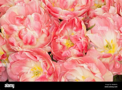 Finola hi-res stock photography and images - Alamy