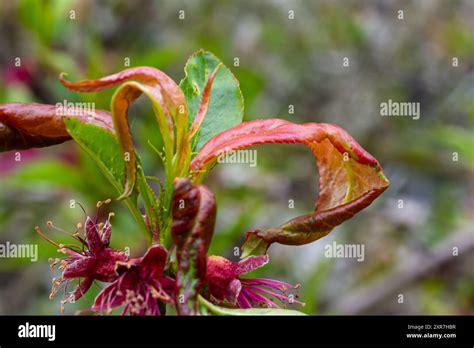 Peach Leaf Curl Fungal Disease Of Peaches Tree Taphrina Deformans