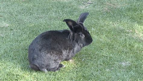 Adopt A Bunny At Remembering Ruby Rabbit Rescue