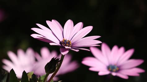 Flores Flor Aster Foto Gratis En Pixabay Pixabay