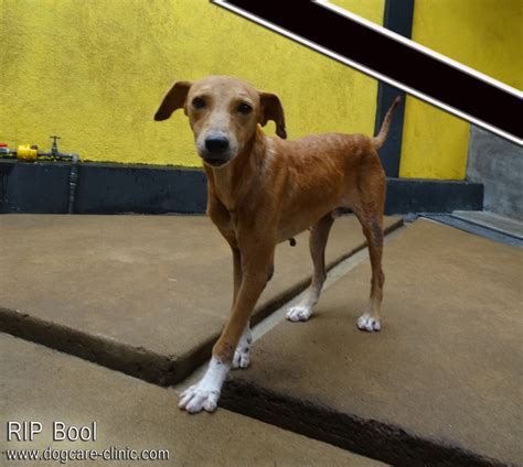 Dog Care Clinic Ev Detail