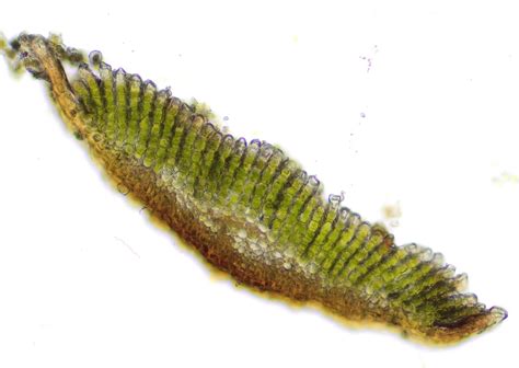 Polytrichaceae — Texas Bryofloristics