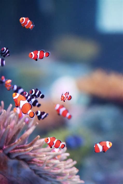 Sea Life Aquarium Latteda Flickr