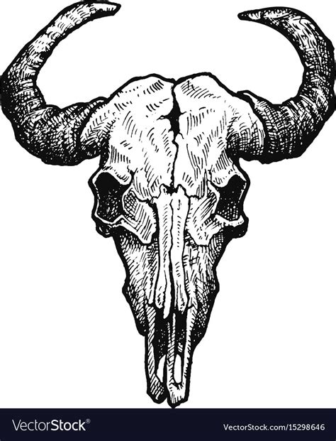 Buffalo Skull Drawing