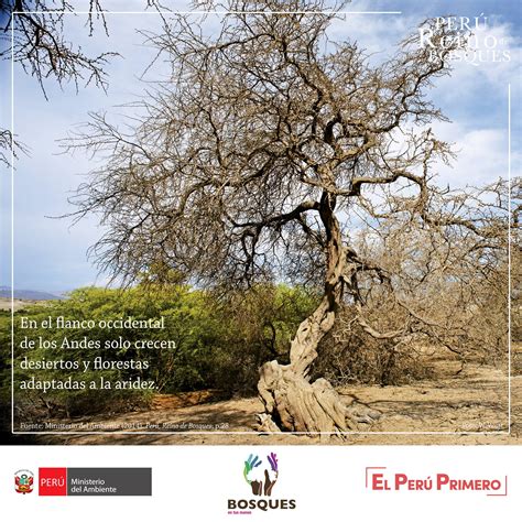 ¿sabías Que Programa Nacional De Conservación De Bosques