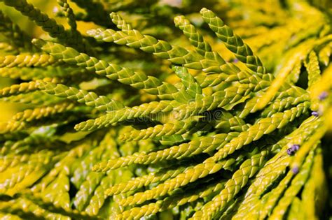Yellow Green Leaf Texture Of Western Thuja Thuja Occidentalis Aurea Evergreen Landscape Garden