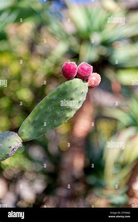 Série Sur Les Variétés De Plantes Grasses Et Cactus Series On