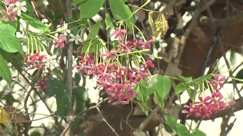 Combretum Indicum Youtube