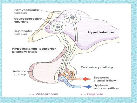 The Posterior Pituitary Gland The Posterior Pituitary Gland