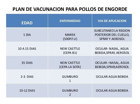 Plan De Vacunacion Para Pollos De Engorde ~ Cursos Noticias Libros