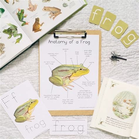 Frog Anatomy Poster Green Urban Creative