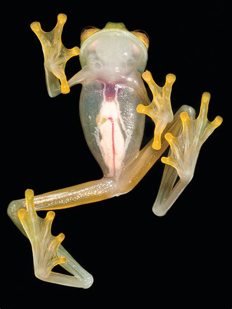 Glass Frog Classification At Eden Disney Blog