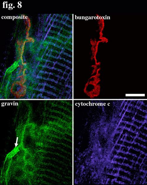 Gravin Labeling Of The Nmj And Intercostal Muscle Labeling Is Download Scientific Diagram