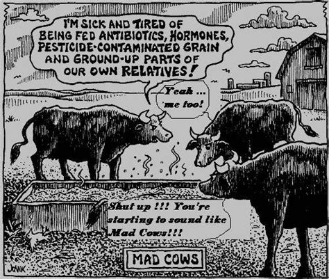 Bovine Sponorm Encephalopathy Mad Cow Disease Au Science Wiki