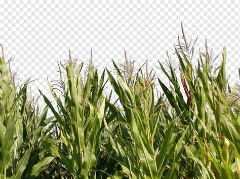 Triticale Maize Crop Plant Corn Grass Plantation Agriculture Png