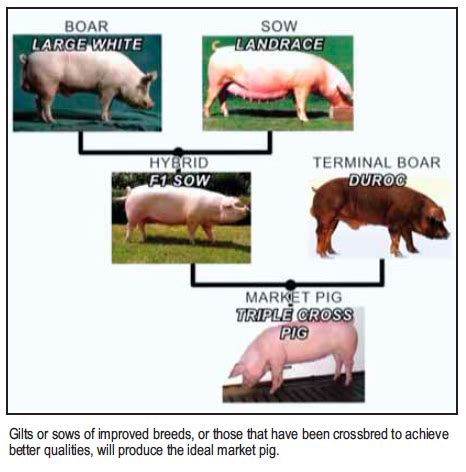 Basic Guide For Would Be Swine Raisers In The Philippines Part 4