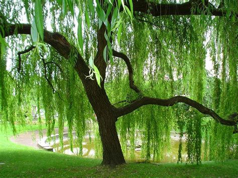 Weeping Willow Wallpapers Top Free Weeping Willow Backgrounds