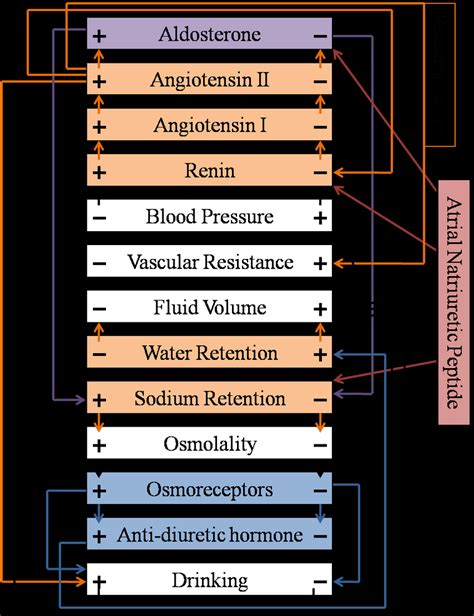 9 Flow Diagram Of Fluid Control Showing The Alterations In Fluid Download Scientific Diagram