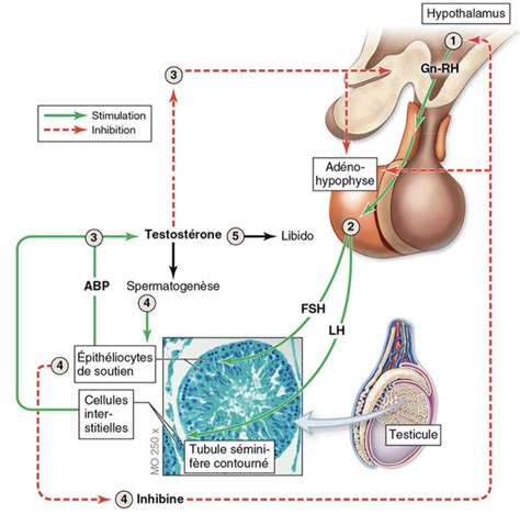 Diagram Of Régulation Hormonal Quizlet