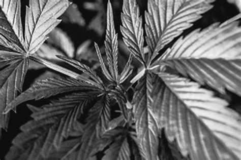 Hemp Genetics And Breeding Ecornell