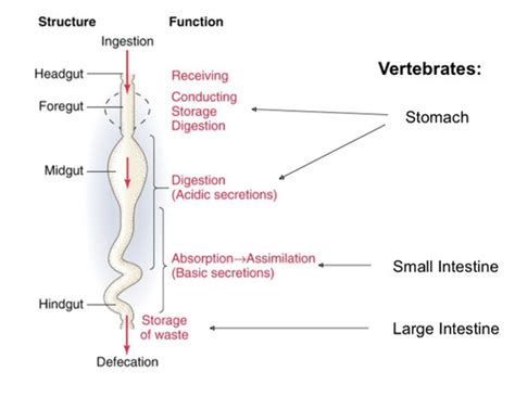 Digestion Biol 447 Flashcards Quizlet