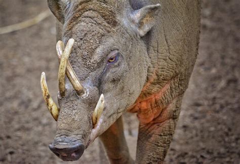 Premium Photo Close Up Of A Babirusa