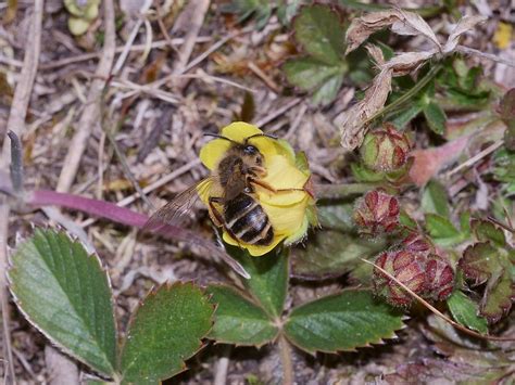 Strepsiptera Insekten Strepsiptera Steckbrief Fvuvda