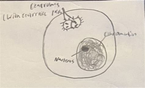 Cell Cycle And Mitosis Flashcards Quizlet