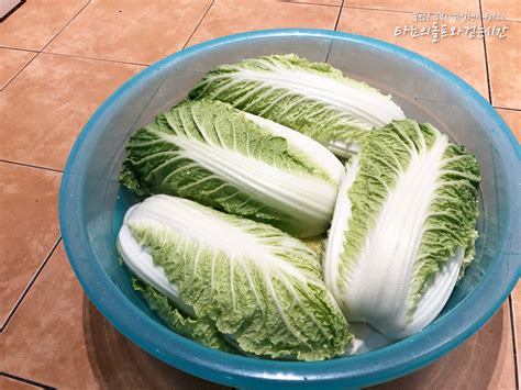 배추 김치 담그는 방법 배추 절이는 방법