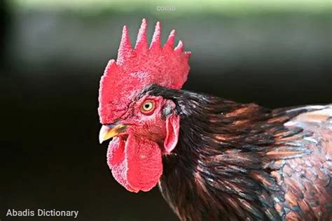 Comb معنی تخصصی در دیکشنری آبادیس