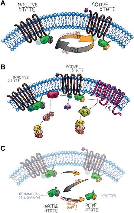 Protein Subunit