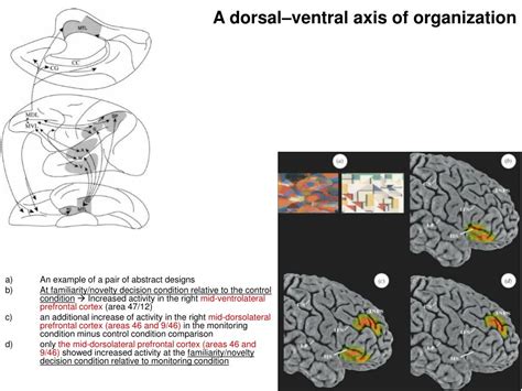 Ppt Lateral Prefrontal Cortex Architectonic And Functional Organization Powerpoint