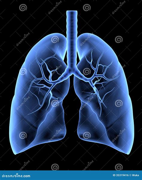 Human Lungs Anatomy And Histology Stock Illustration Cartoondealer