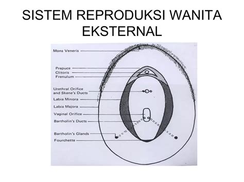 Anatomi Fisiologi Reproduksi Wanita Ppt