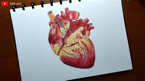 Colored Realistic Heart Drawing