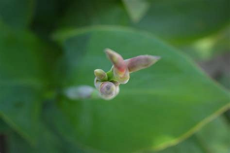 Premium Photo Growth Flower In Green Leaf