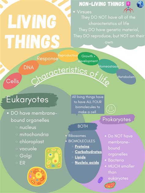 Biology Living Things Concept Map Etsy