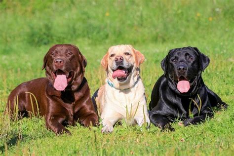 Top 6 Giống Chó Đức Người Bạn Đồng Hành Tuyệt Vời