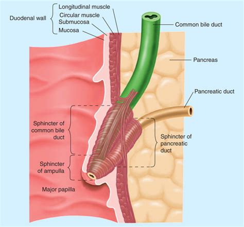 Sphincter Of Oddi Dysfunction Icd 10